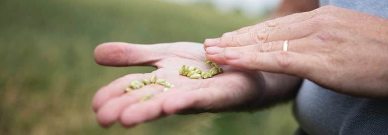 Godt og naturligt brød starter i marken | Schulstad